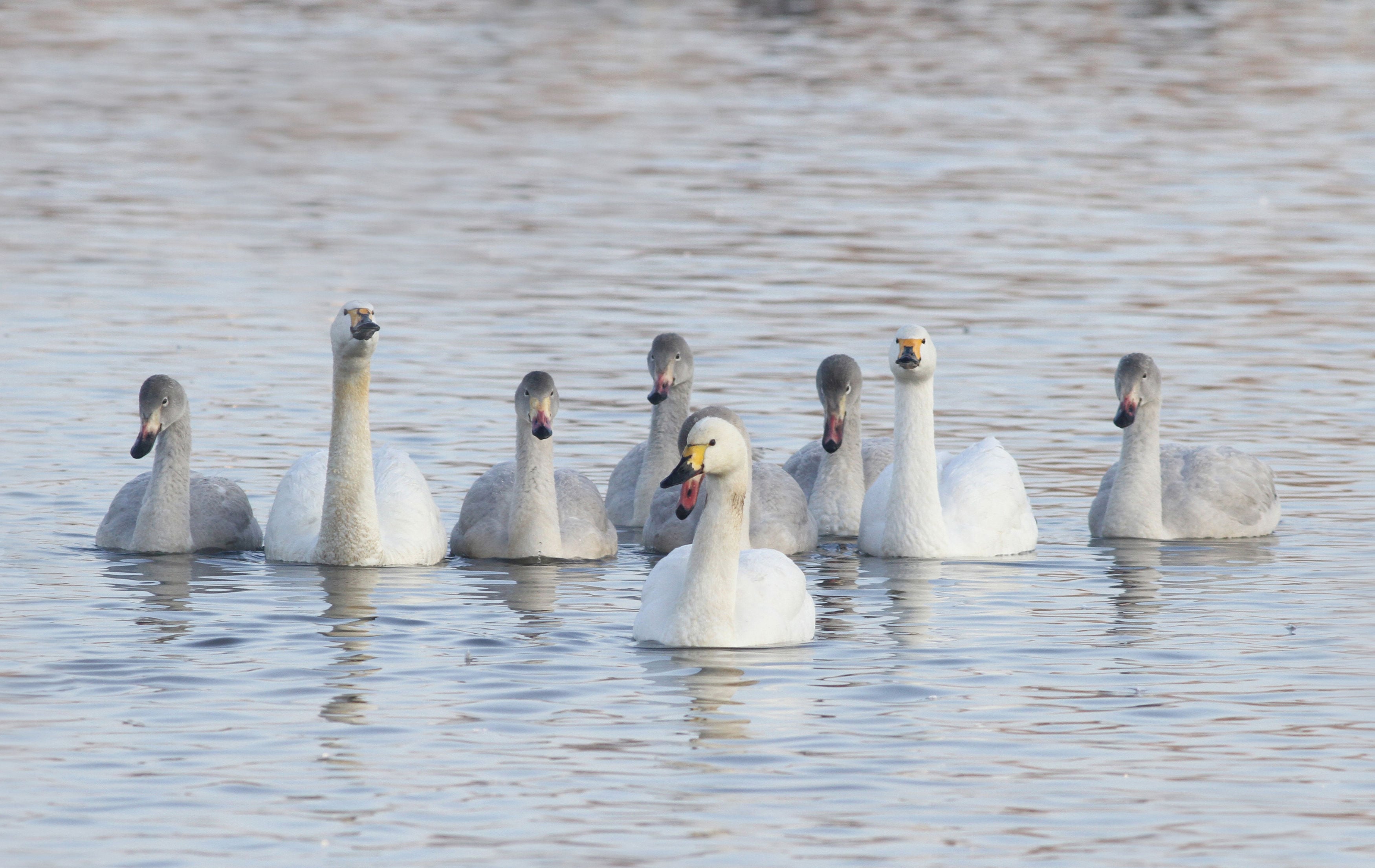 Hopes raised over rare swan numbers - Silverhairs